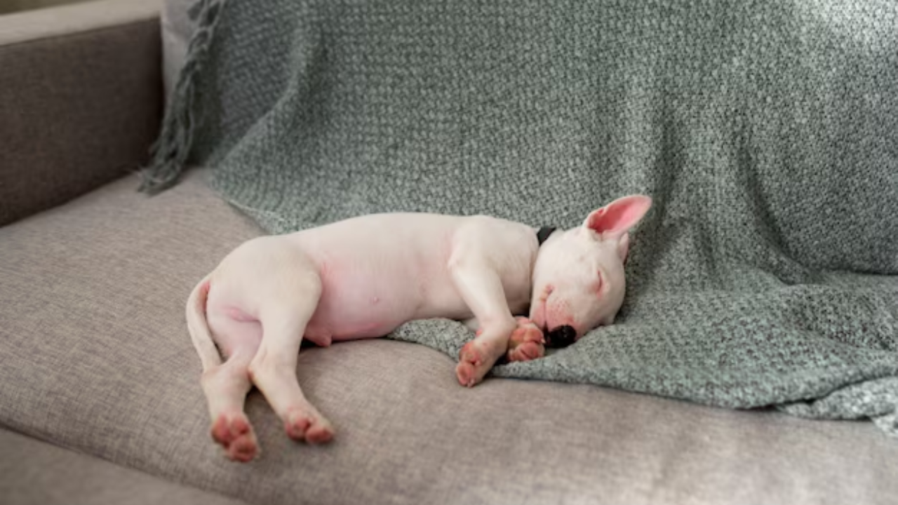 Here Is What Your Dog’s Sleeping Position Tells You About Them | Times Now