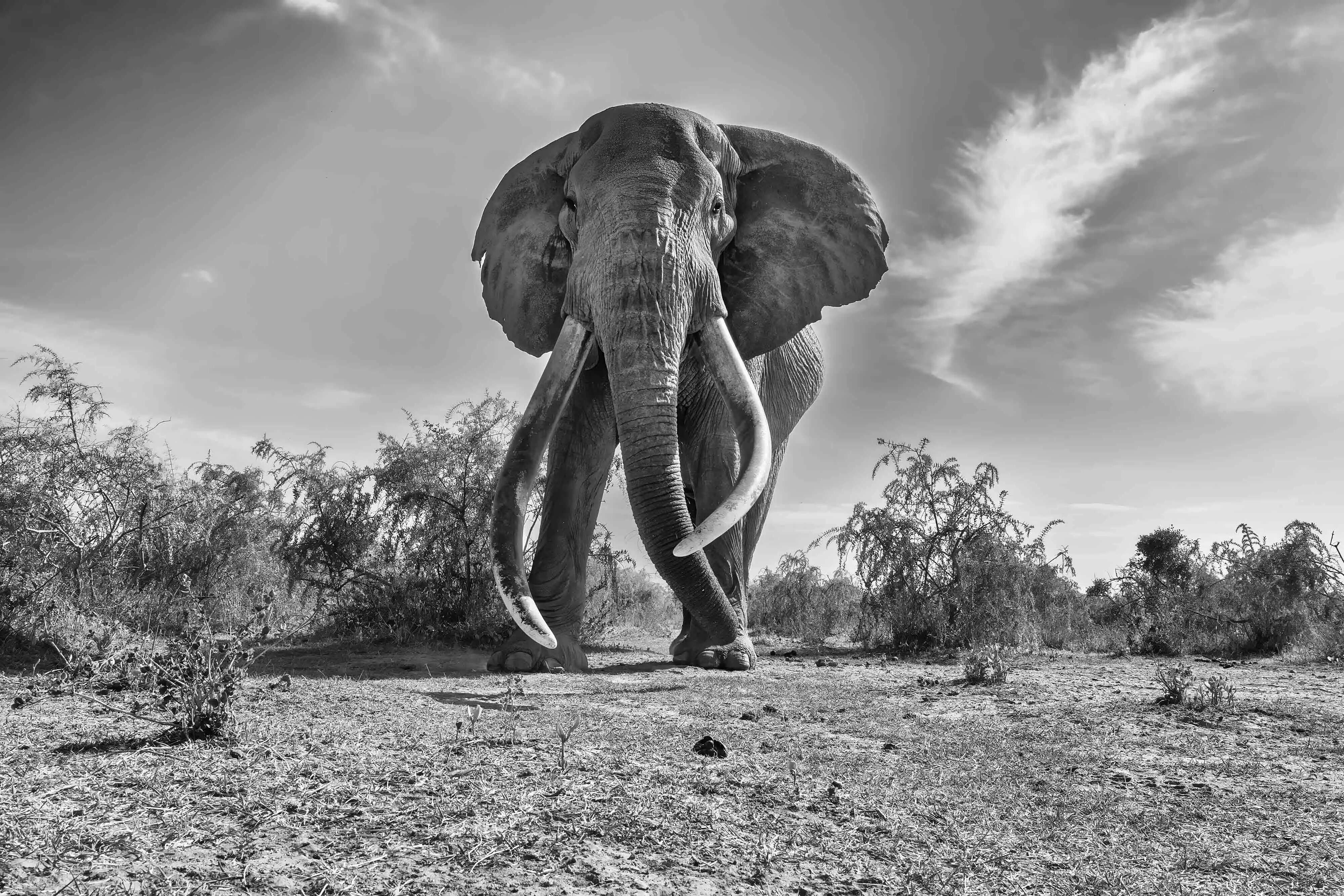 Wildlife Photographer Parag Bhatt On His Love For Kenya, And Why ...