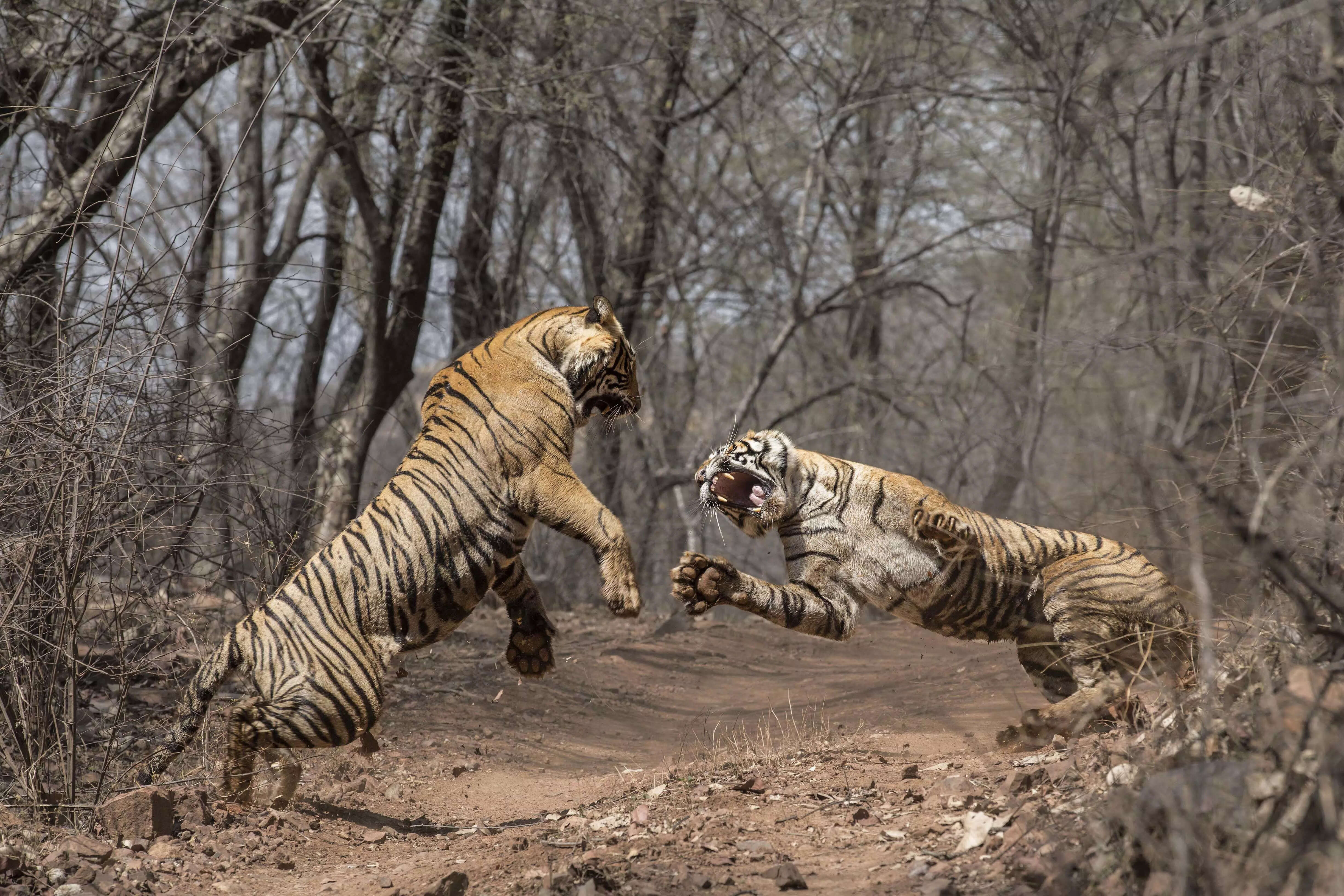 Wildlife Photographer Parag Bhatt On His Love For Kenya, And Why ...