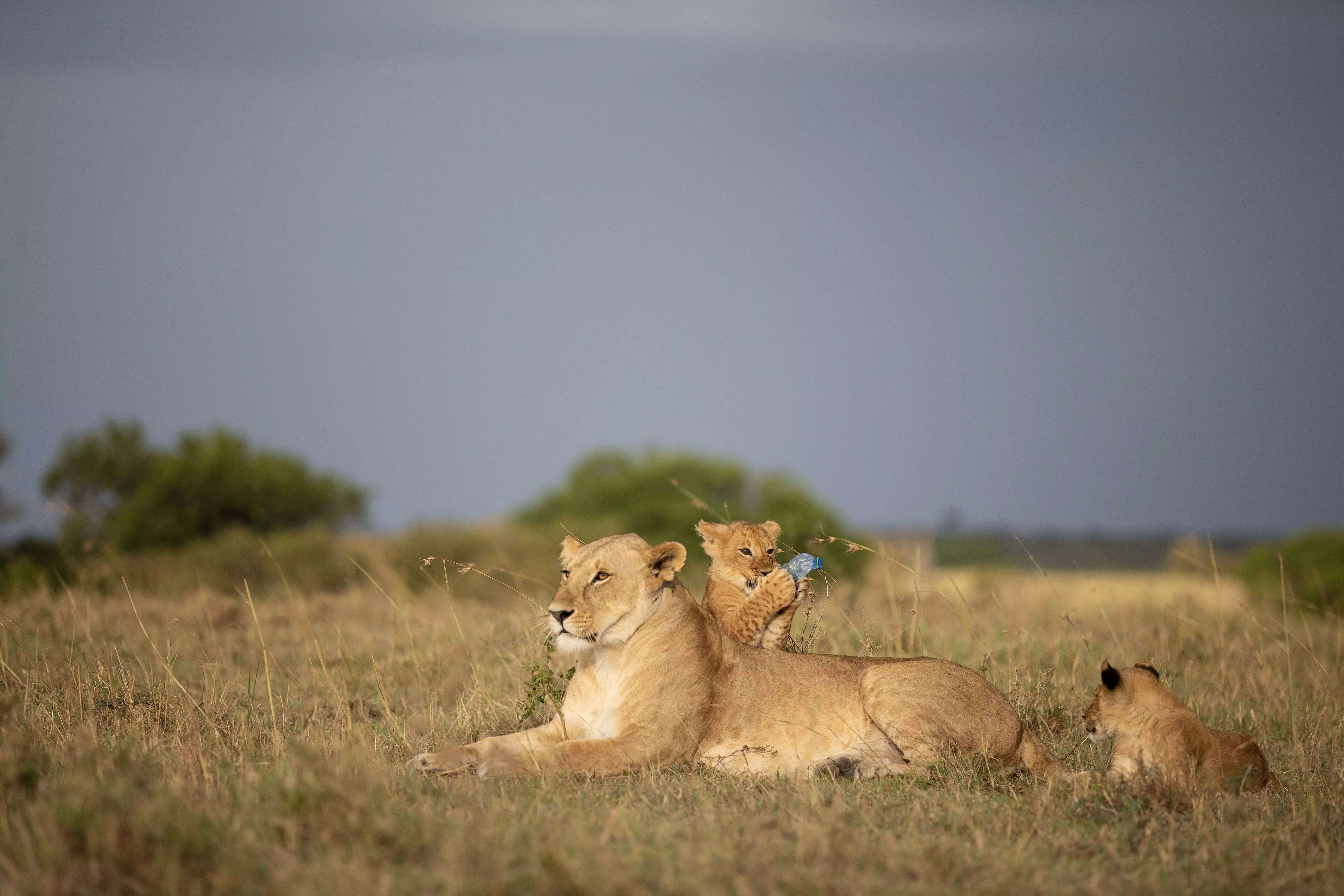 Wildlife Photographer Parag Bhatt On His Love For Kenya, And Why ...