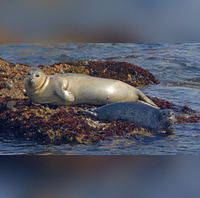 Seba : Latest News, Seba Videos and Photos - Times Now