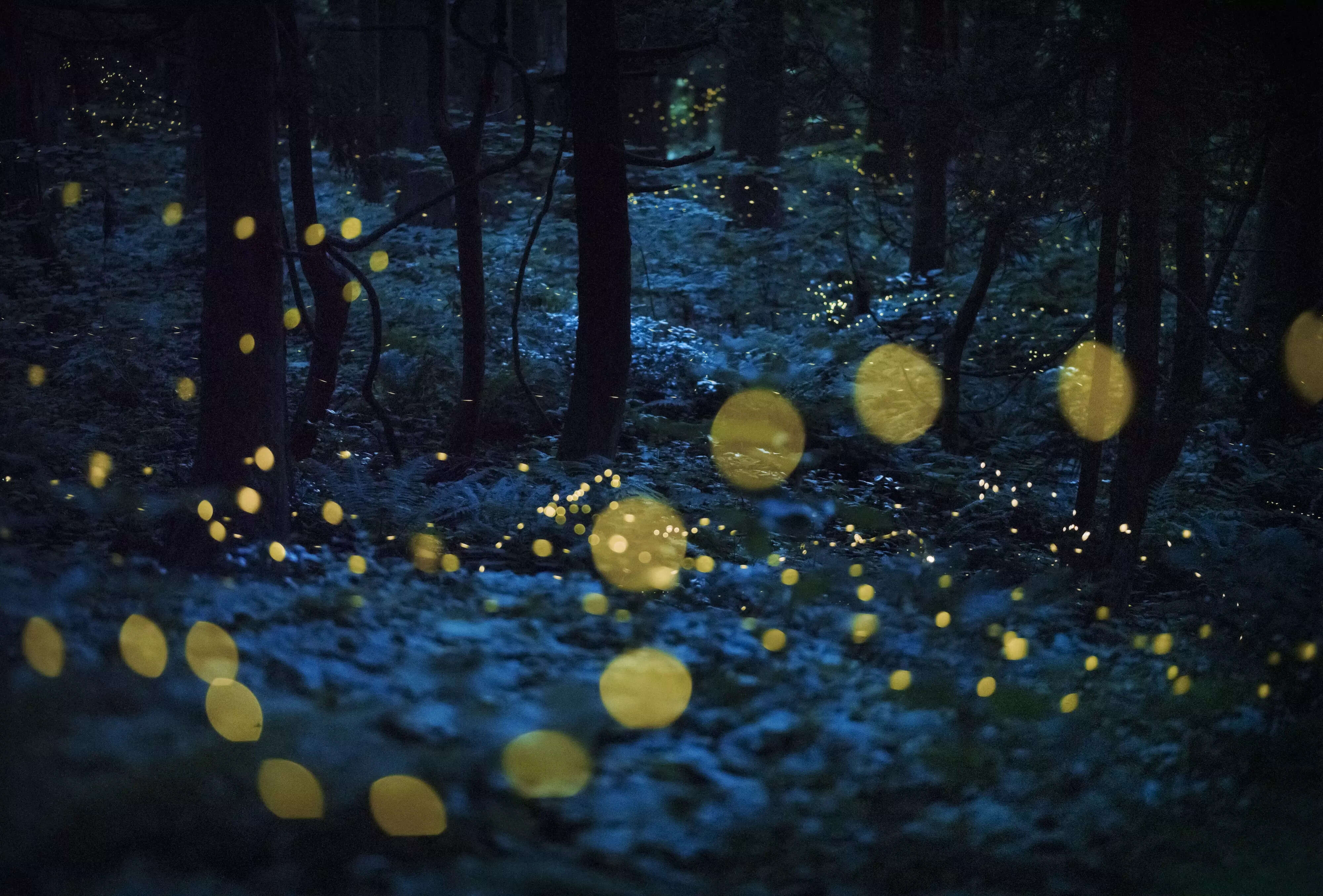 7 Winning Images From the 2024 BigPicture Natural World Photography ...