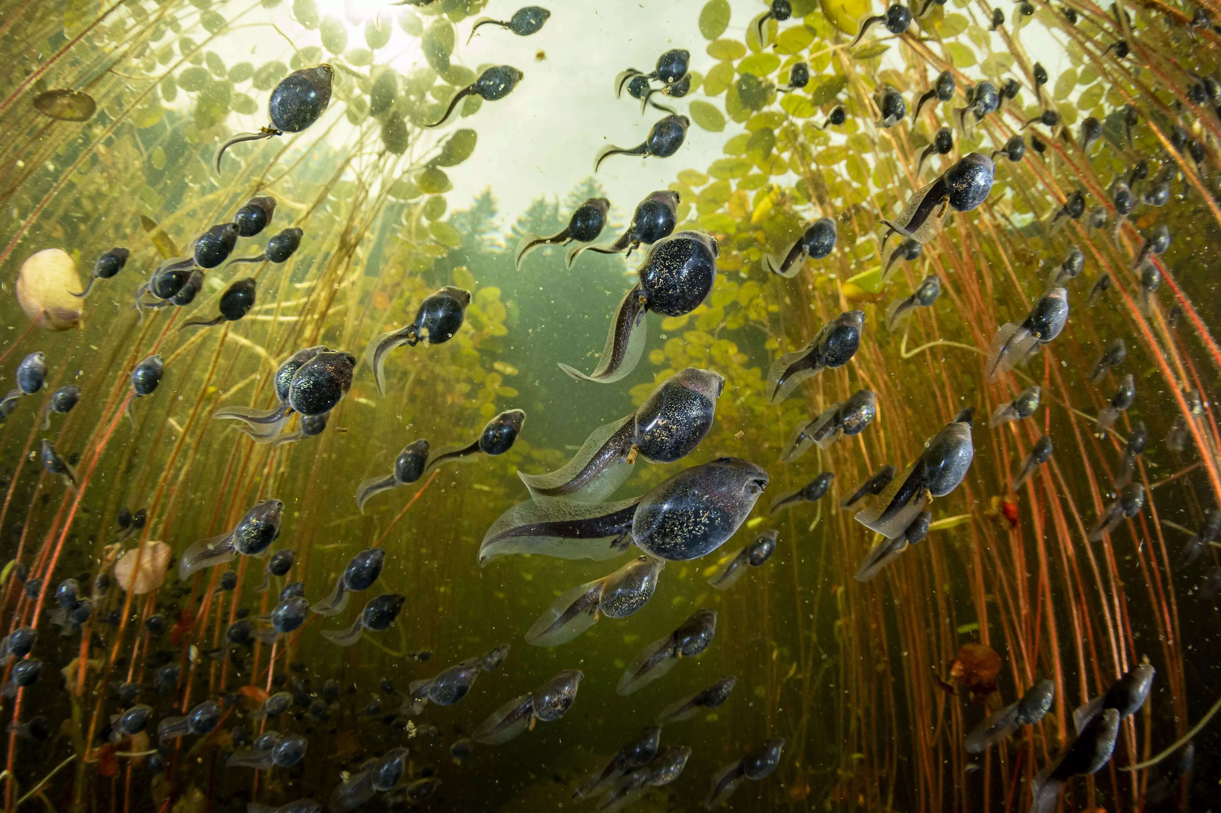 7 Winning Images From the 2024 BigPicture Natural World Photography ...