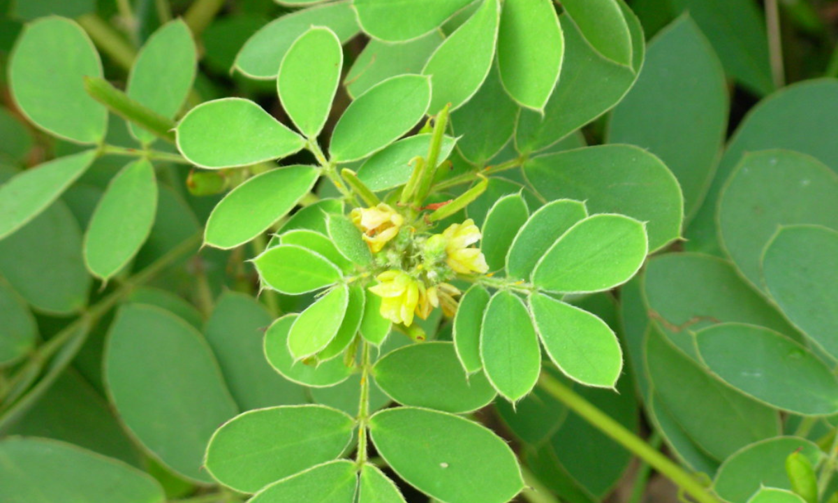 Monsoon Vegetables: श्रावण आला रे...आहारात करा 'या' पावसाळी ...