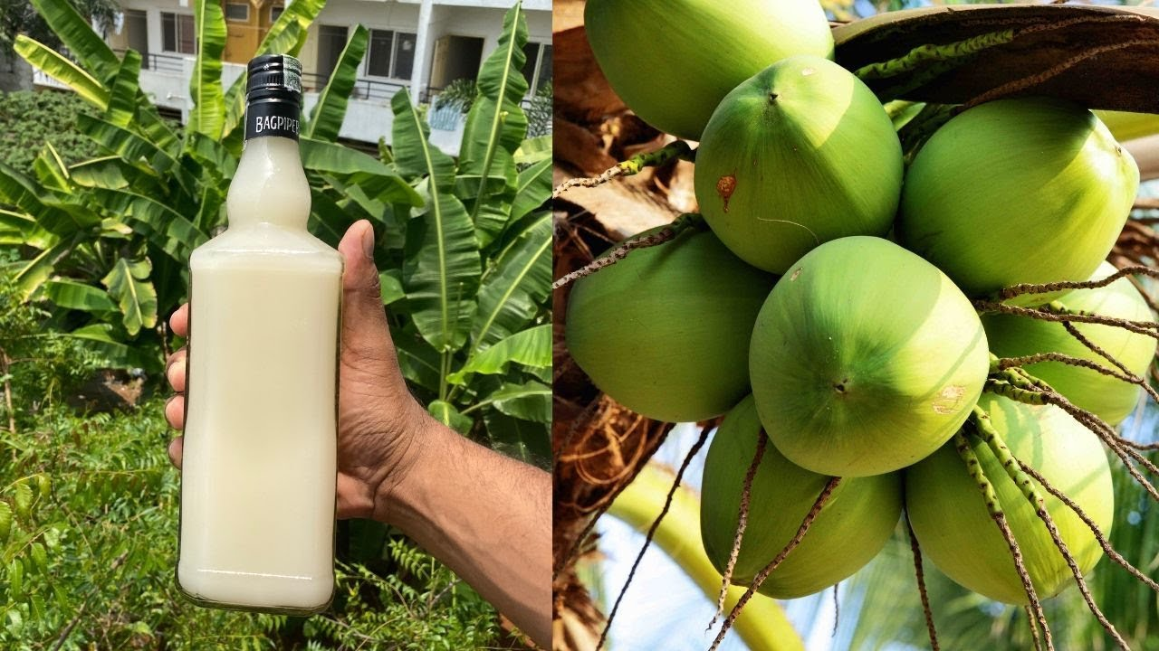 Mahua And More - 5 Jharkhand's Indigenous Fermented Drinks For Local ...