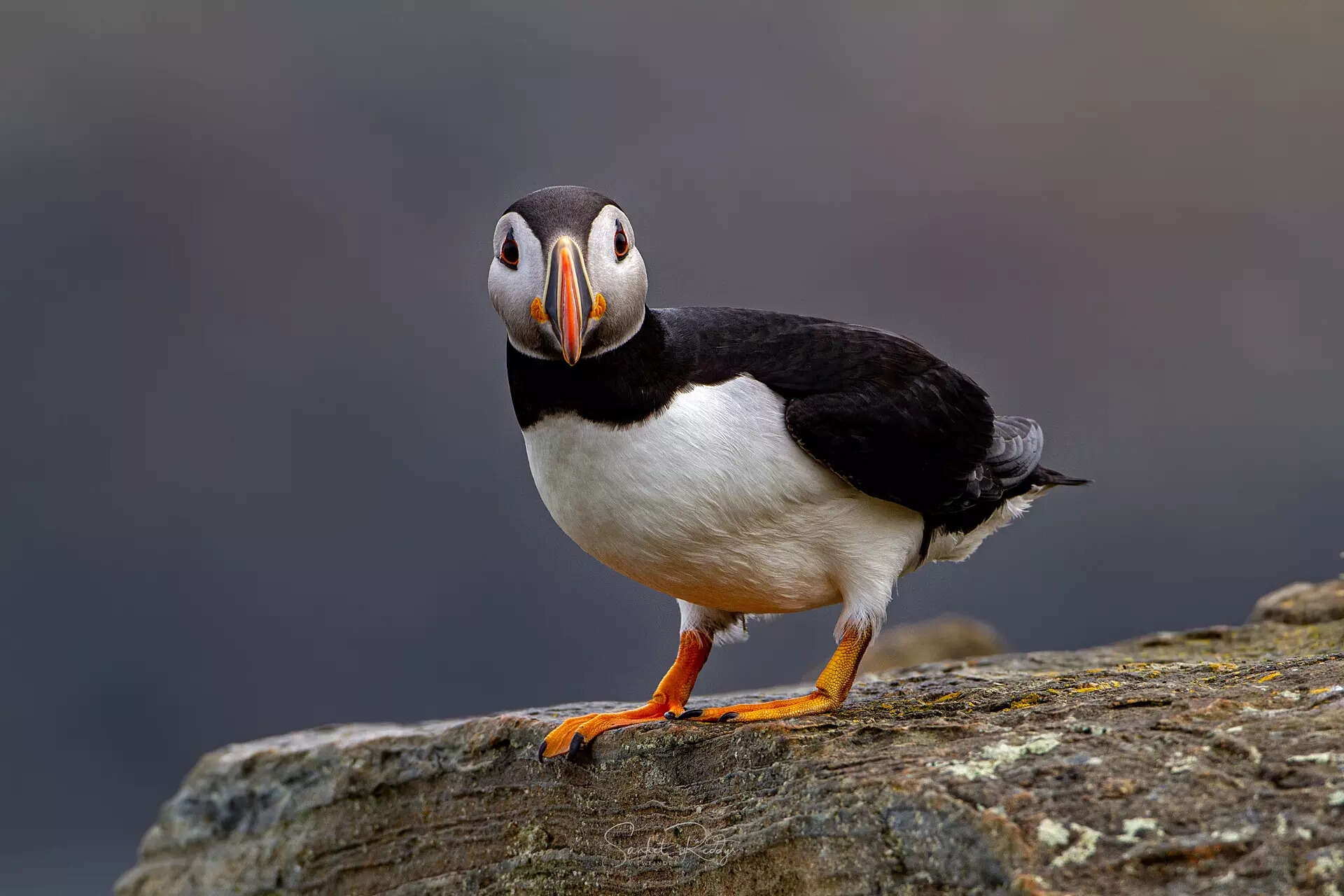 Exclusive: Wildlife Photographer Sanket Reddy On Human-Wildlife ...