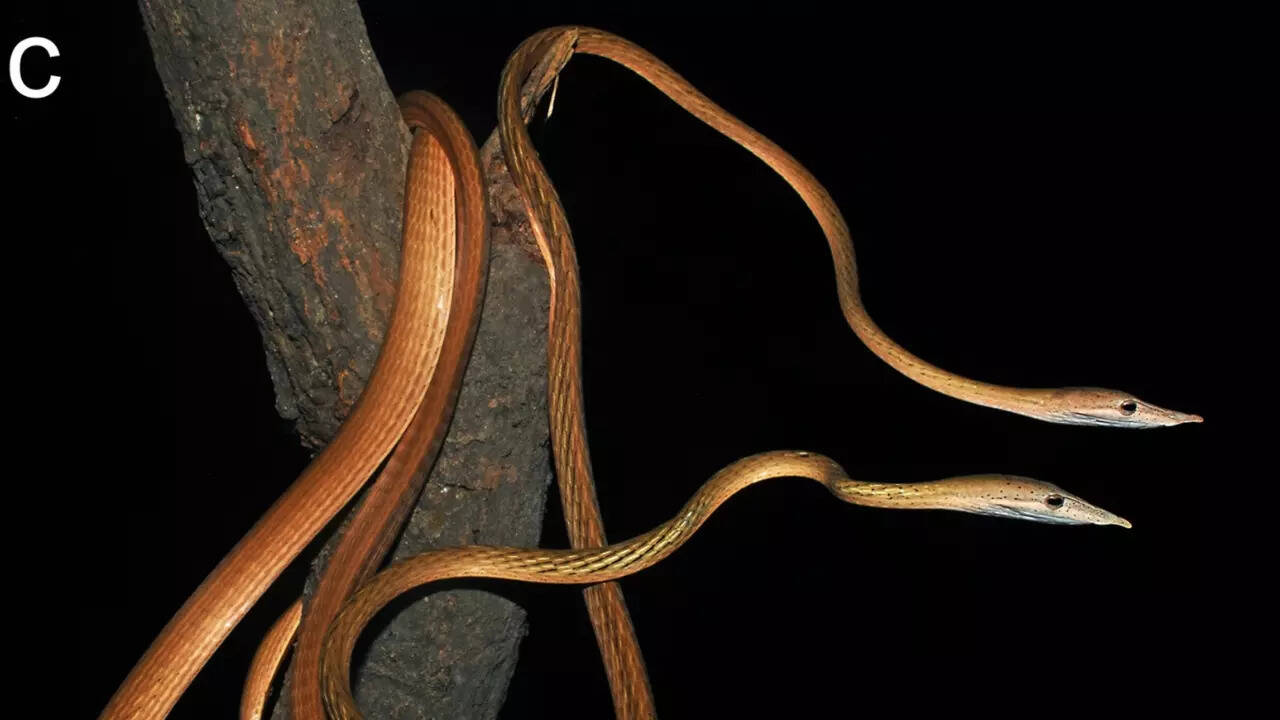 Long-Snouted Vine Snake, Discovered in Bihar, Meghalaya is a New ...