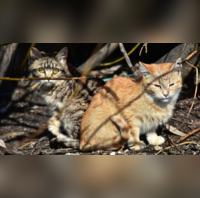 Pune News- Pune News Today, Pune Latest News and Headlines