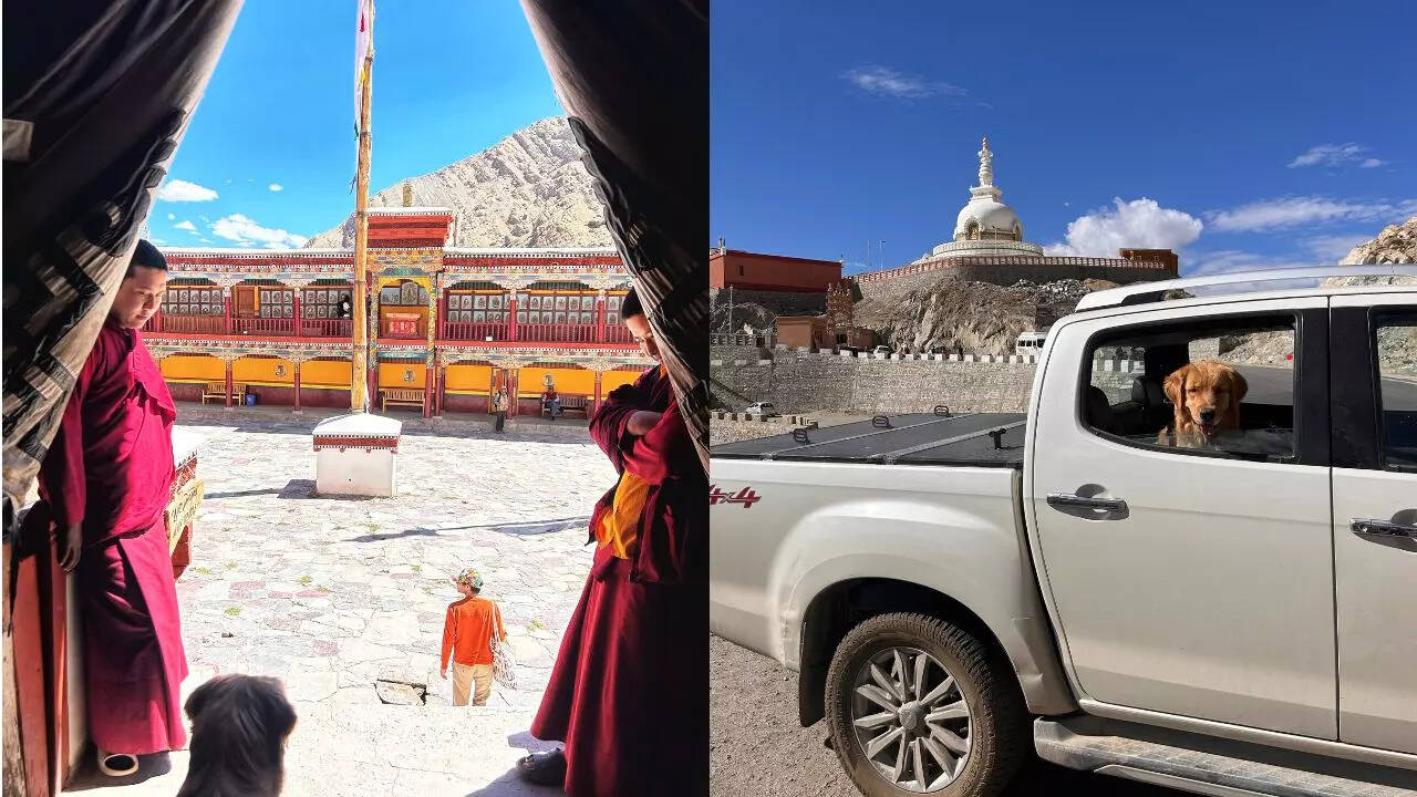 This Golden Retriever Is Travelling To The World's Highest Passes; What ...