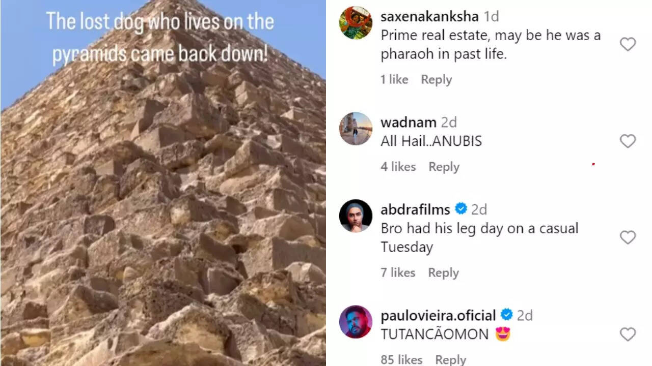 Saw The Viral Video Of The Dog That Climbed A Pyramid In Egypt? All ...
