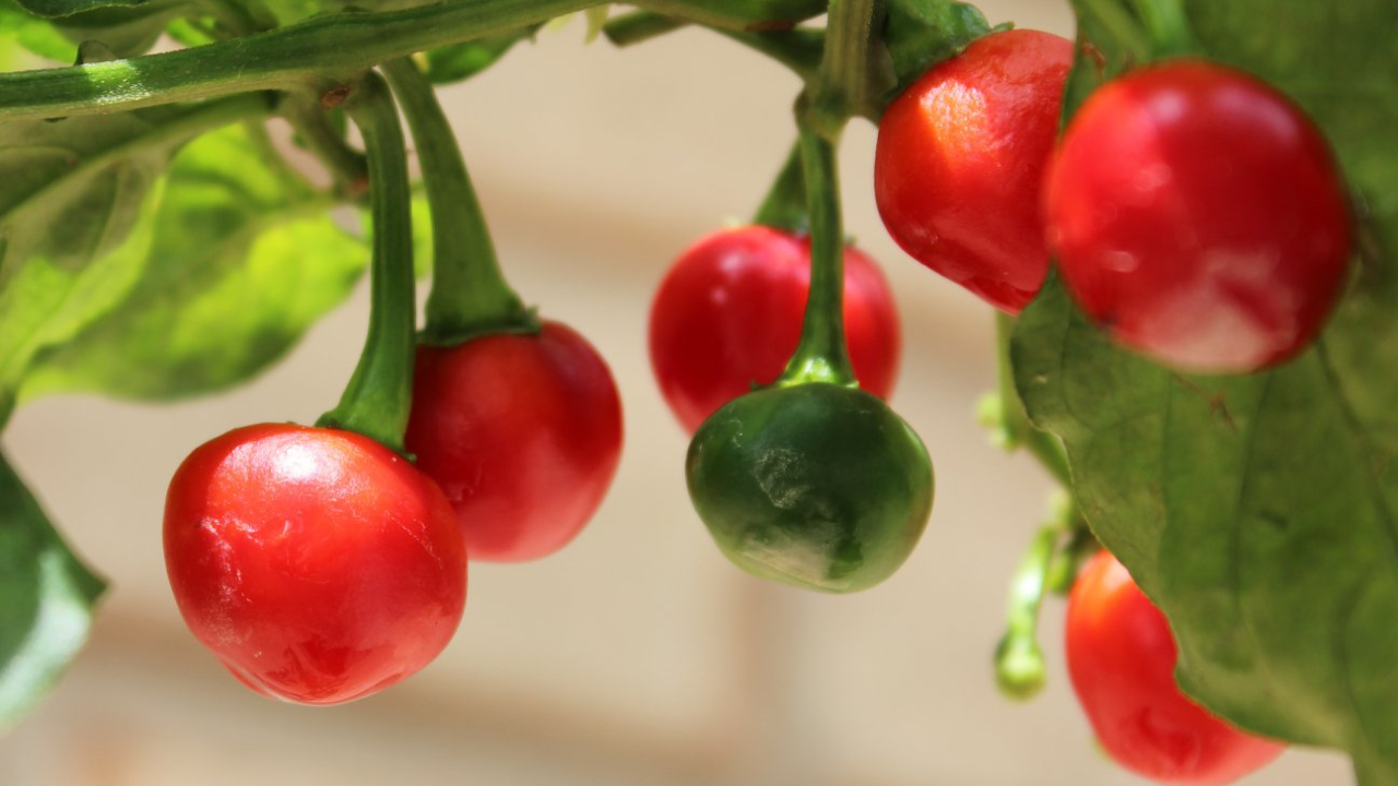 Sikkim’s GI Tagged Dalle Khursani, Do You Know About This Fiery Chilli ...