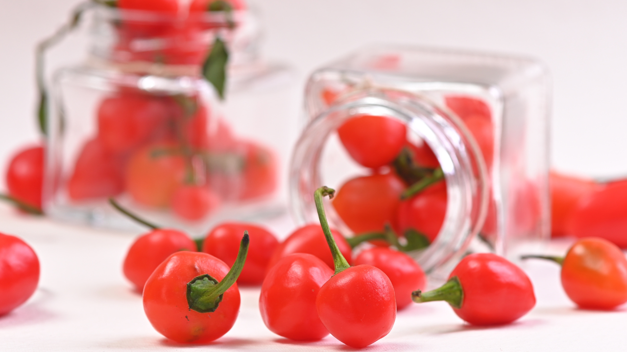 Sikkim’s GI Tagged Dalle Khursani, Do You Know About This Fiery Chilli ...