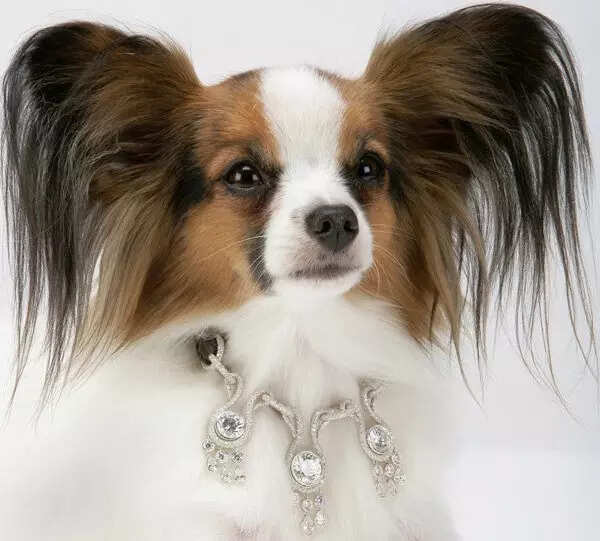 Diamond Collar To Prada Harness, Luxury Pet Accessories In The World ...