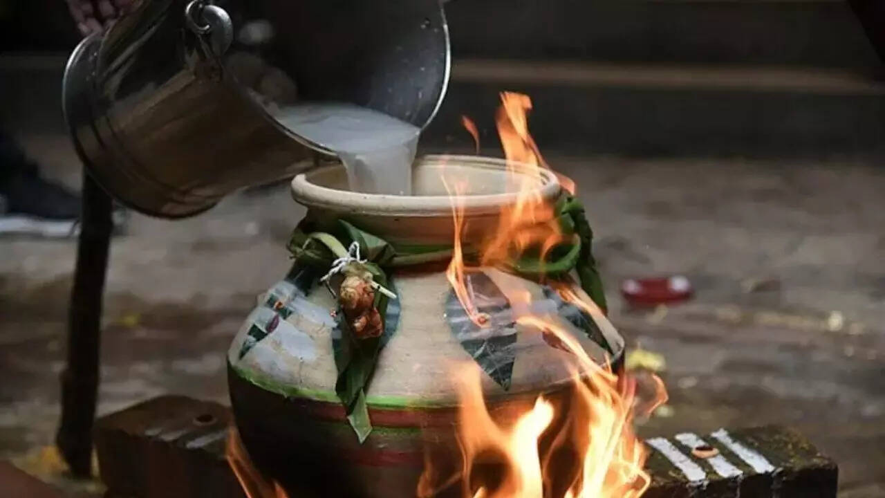 Pongal 2025: The Significance Of The Tamil Rice Dish During The ...