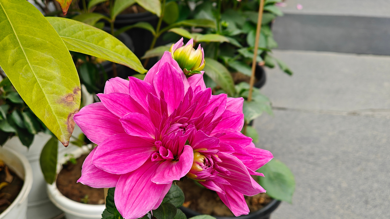 OnePlus 13R Review: Better Than OnePlus 13? | Times Now