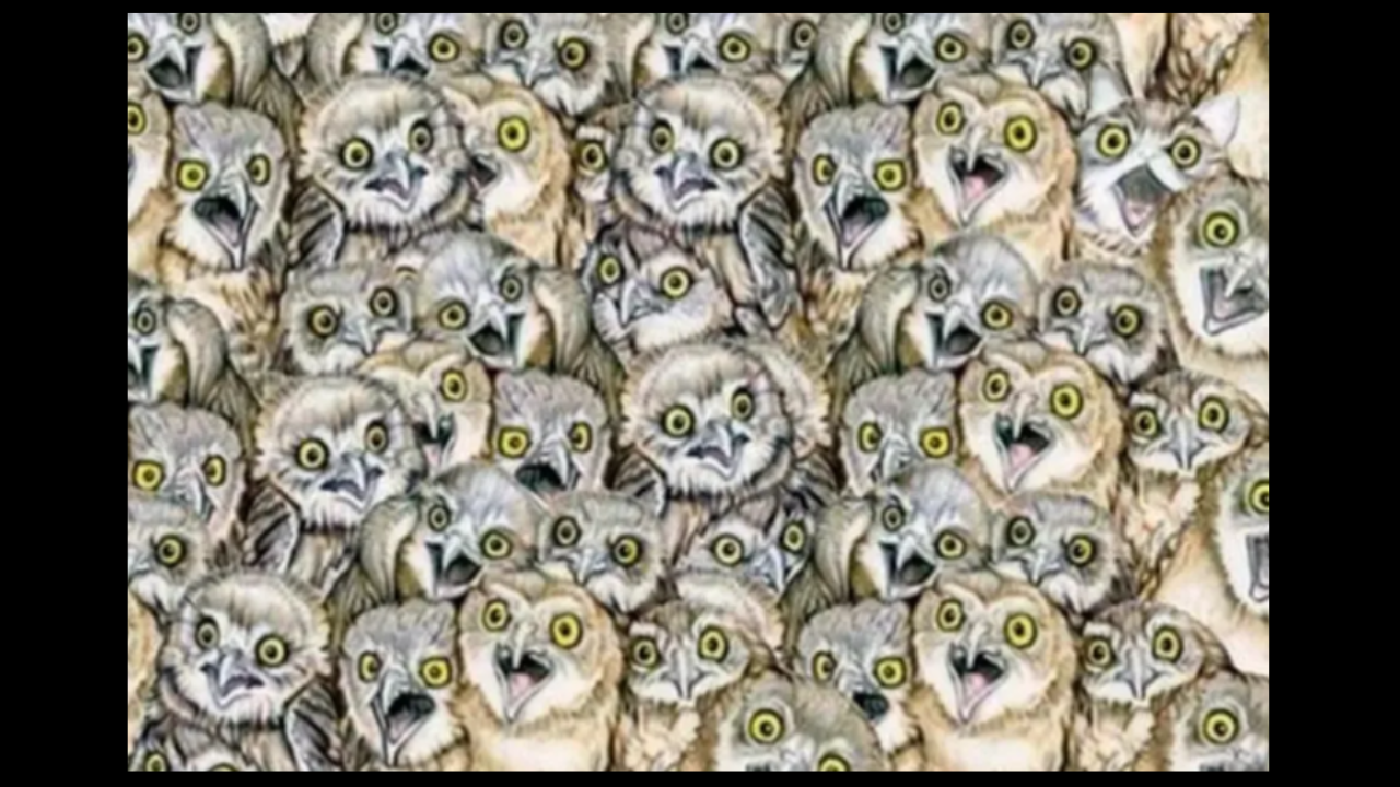 Optical Illusion: Only True Cat Lovers Can Spot The Cat In Under 5 ...