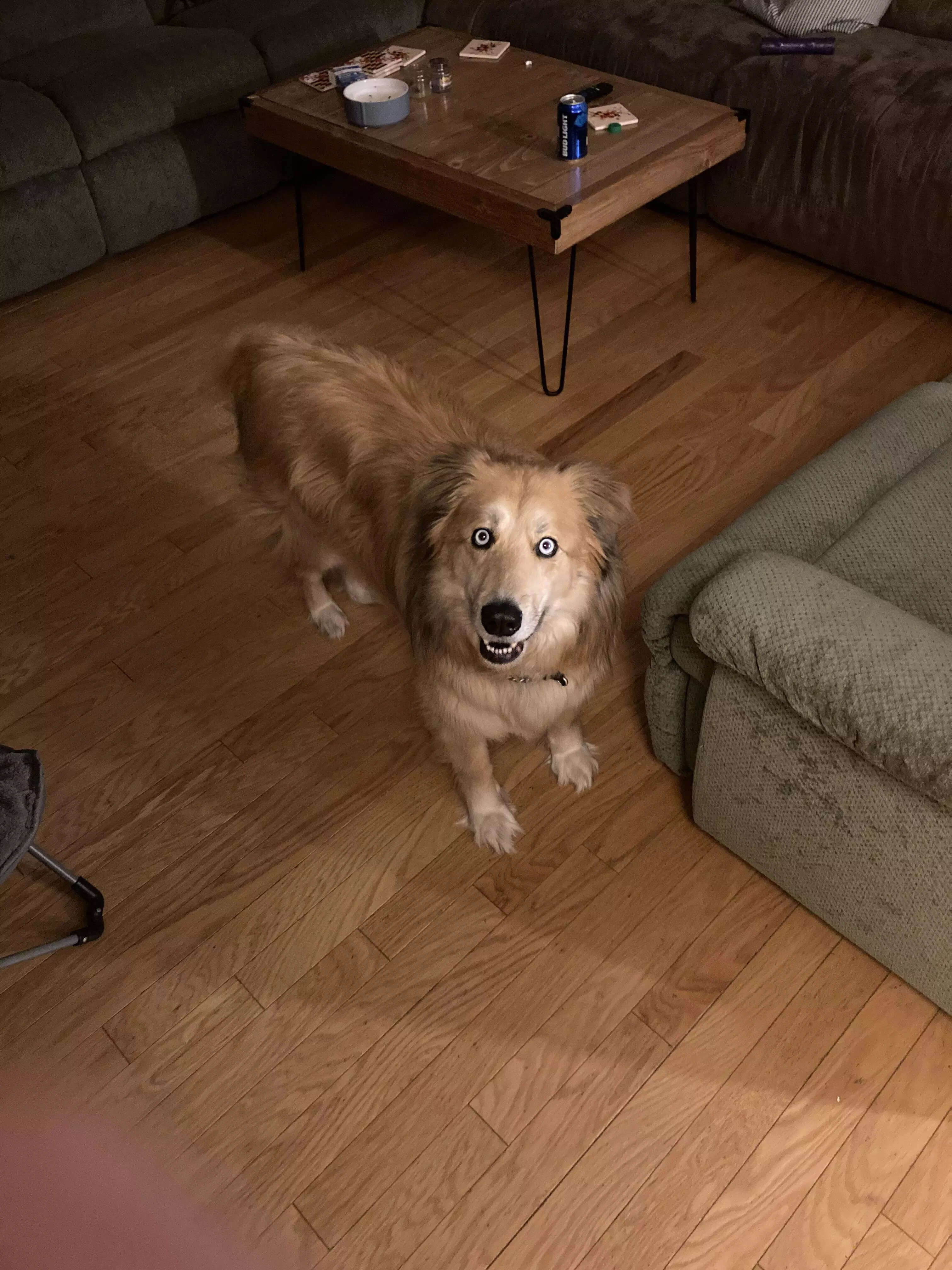 Dog optical illusion picture| Optical illusion of dog's head that looks ...