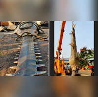 [Viral Video] Rare carpenter shark caught off Karnataka coast ...