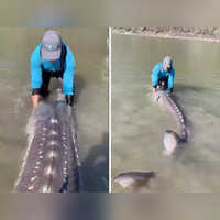 Colossal 100-year-old monster that lurks in rivers has been spotted ...