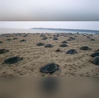 Viral video | Olive Ridley turtles arrive in Odisha coast for mass nesting