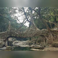 Living Root Bridge UNESCO| Living Root Bridges in Meghalaya on UNESCO’s ...
