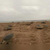 4.92 lakh Olive Ridley turtles crawl to Odisha coast in record nesting ...