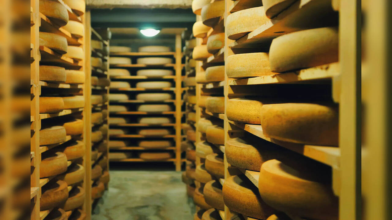 Gang steals cheese worth more than Rs. 17 lakh from dairy farm in ...