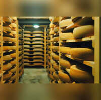 Gang steals cheese worth more than Rs. 17 lakh from dairy farm in ...