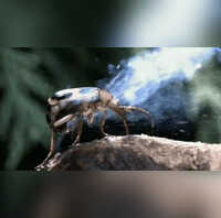This ground beetle fires a boiling-hot, explosive chemical spray from ...