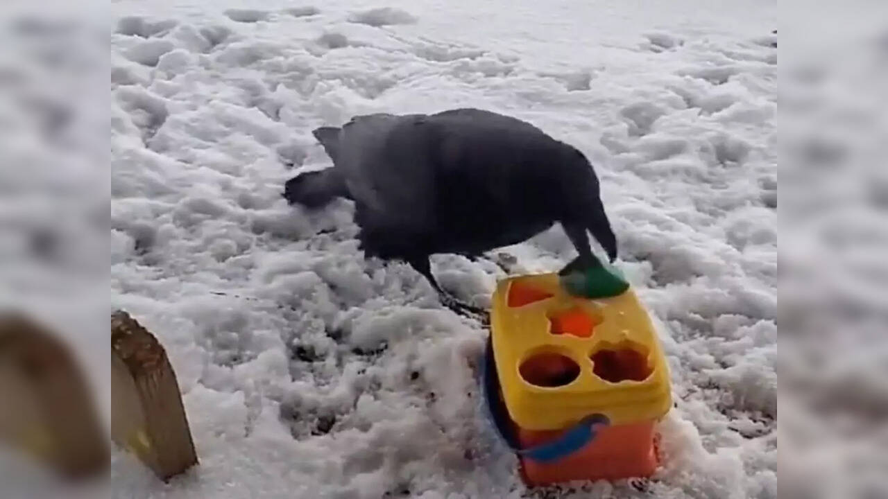 This smart crow can easily beat some toddlers at analogical reasoning ...