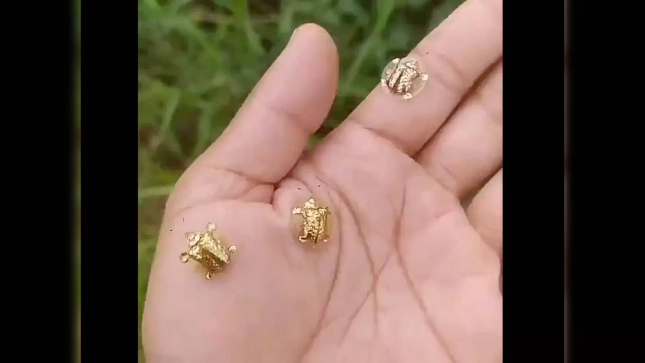 BEHOLD - The golden tortoise beetle, the bug that's got the internet ...