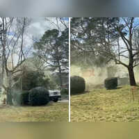 Viral video: Massive pollen-filled tree falls on FedEx truck, unleashes ...