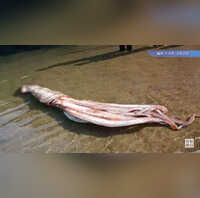 Viral video: Giant nine-foot deep-sea squid washes up alive on Japan ...
