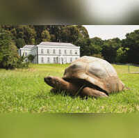 Born in 1832, Jonathan the oldest-living tortoise turns 190 this year