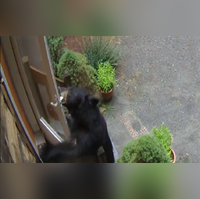 Viral video | Bear walks up to family home and opens door, clip leaves ...