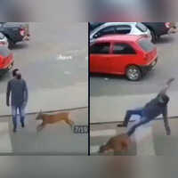 Viral video: Man crossing road knocked over by speeding dog