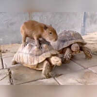 Viral video: Chill capybara riding tortoise taxi is a sight to behold
