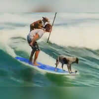 Viral video: Extraordinary skateboarding pup takes skatepark and the ...