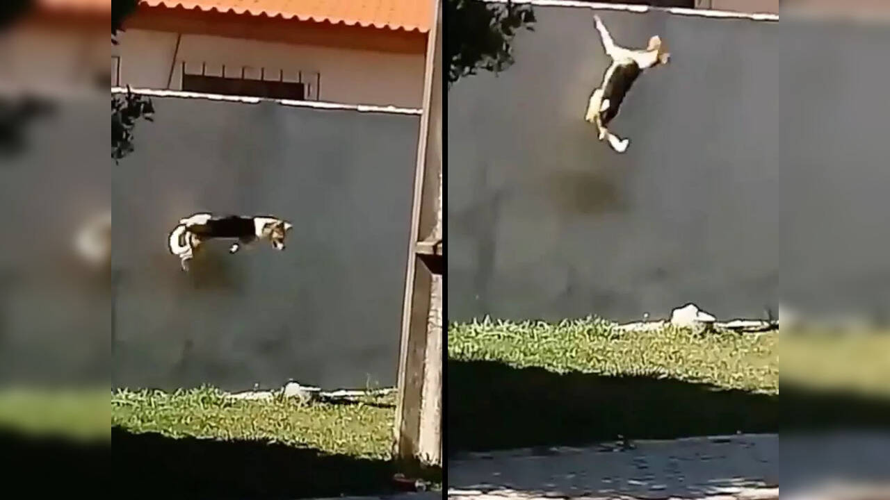 Viral video: Dog hopping wall several times higher than him in 7th ...