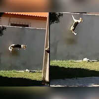 Viral video: Dog hopping wall several times higher than him in 7th ...