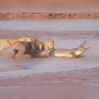 Viral video: Lone crocodile fights it out in fierce battle with three lions