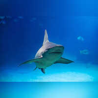 Shark antibodies could be the key to fighting COVID-19: Study