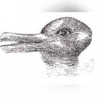 Optical illusion: This 19th century duck-rabbit test reveals if you're ...