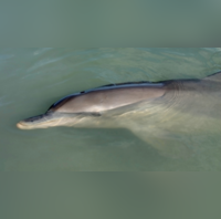 Why do dolphins sleep with one eye open and half their brain?