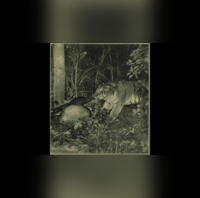 Did you know who took the first photograph of a tiger in the wild?