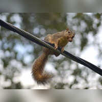 Squirrel blamed for transformer failure that left 10,000 without power ...