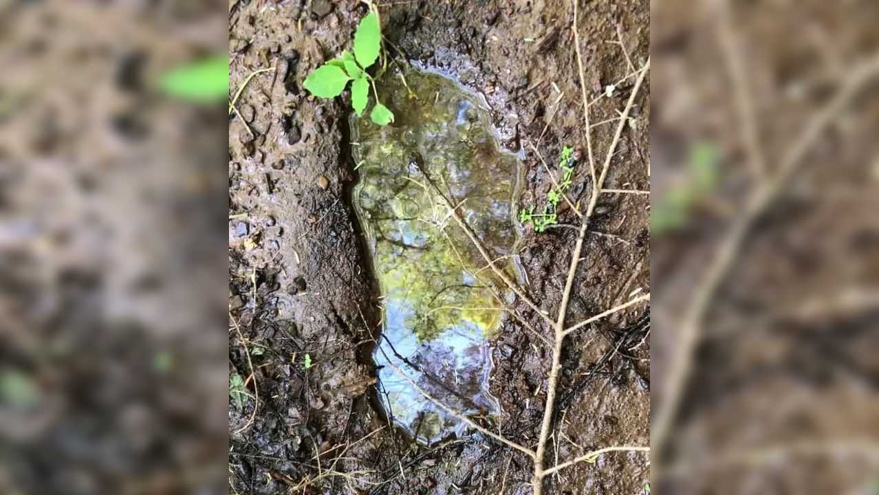 Man finds tracks of 'massive animal' measuring '17-inches long and one ...