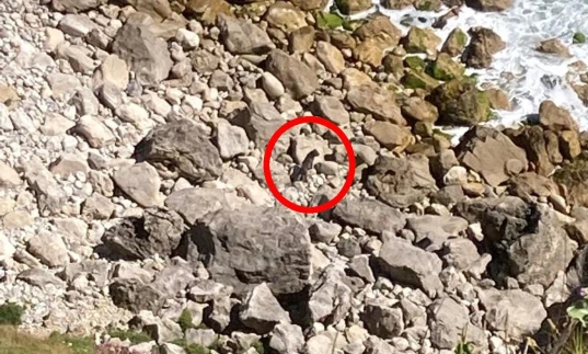 Dog that 'looked like a rock' left rescuers confused after falling off ...