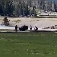 Bovine horror: Man gets gored by bison after heroically rescuing child ...