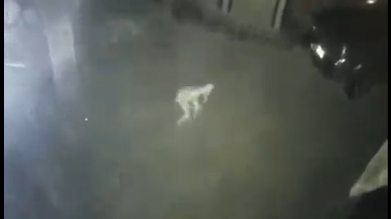 Mysterious pale figure gets caught on security footage, sparks debate ...